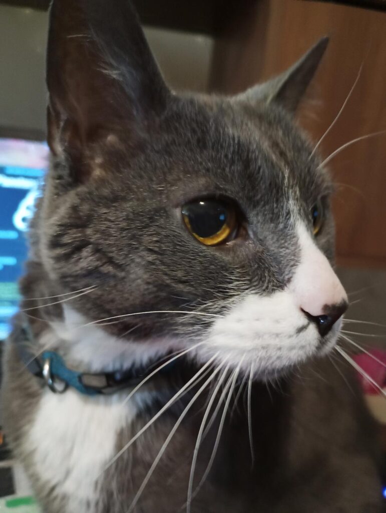 Goodbye Mr. Chance – The American Catholic